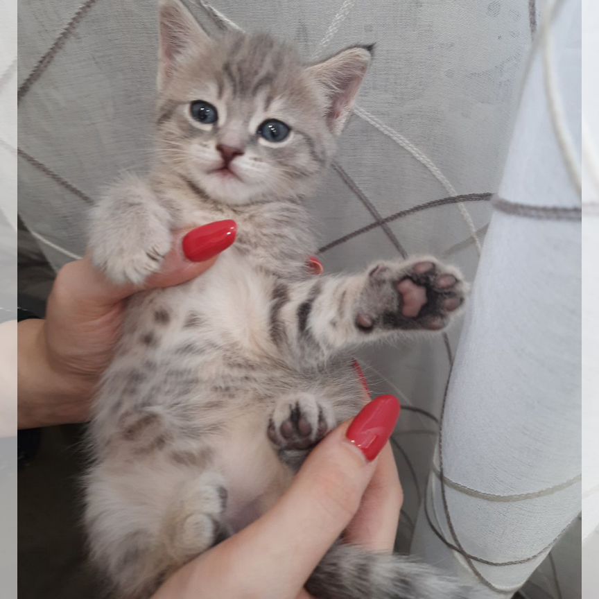 Британский короткошёрстный котёнок