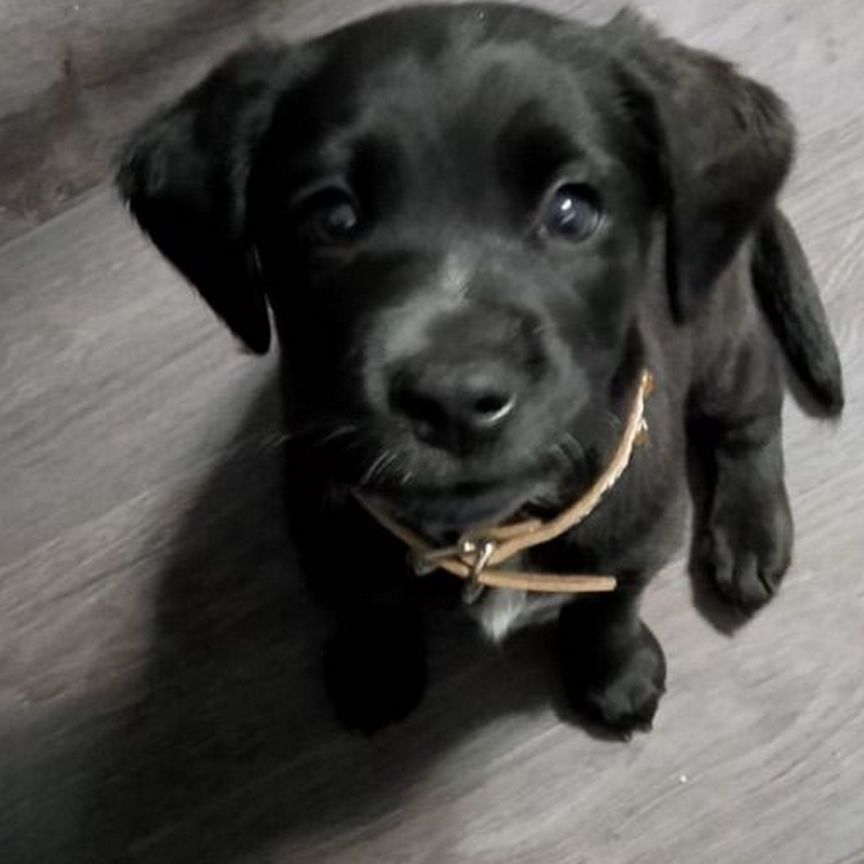 Щенок в добрые руки