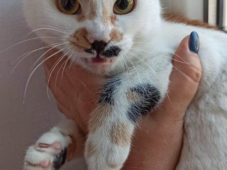 Кошка