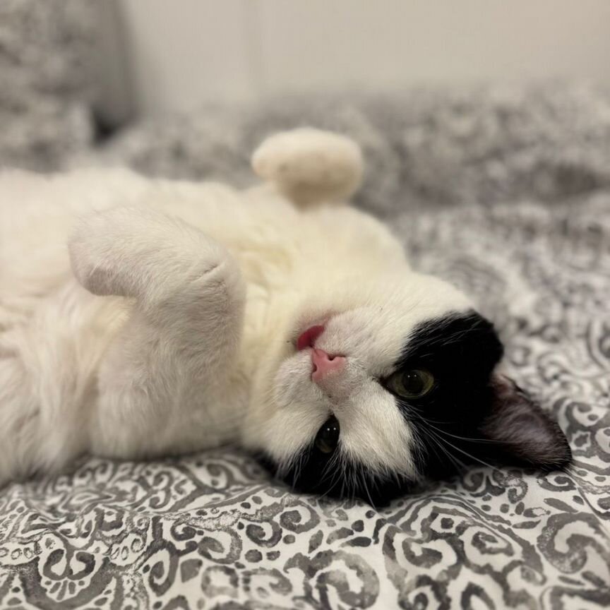 Кошка любит детей