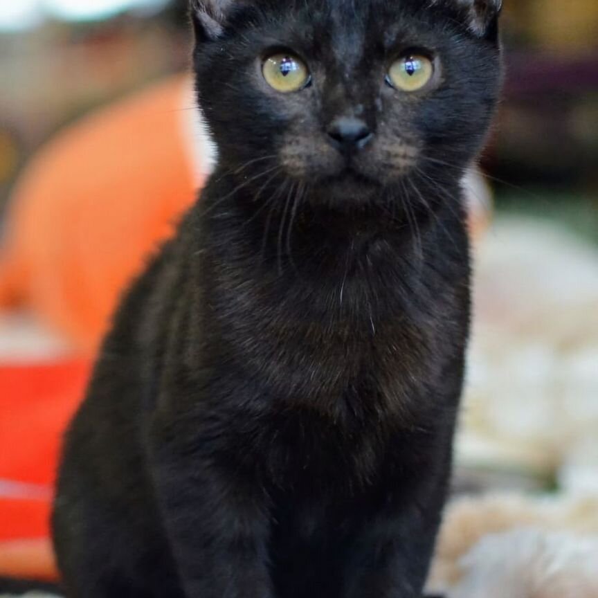 Чёрный котёнок мальчик