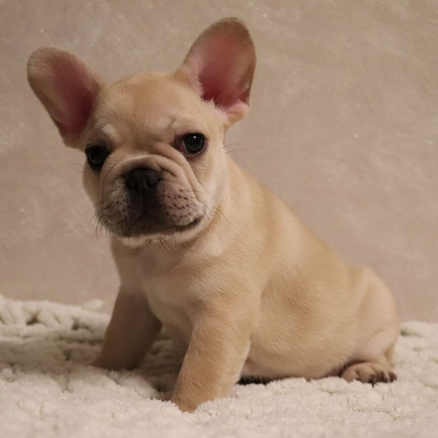 Французский бульдог девочка