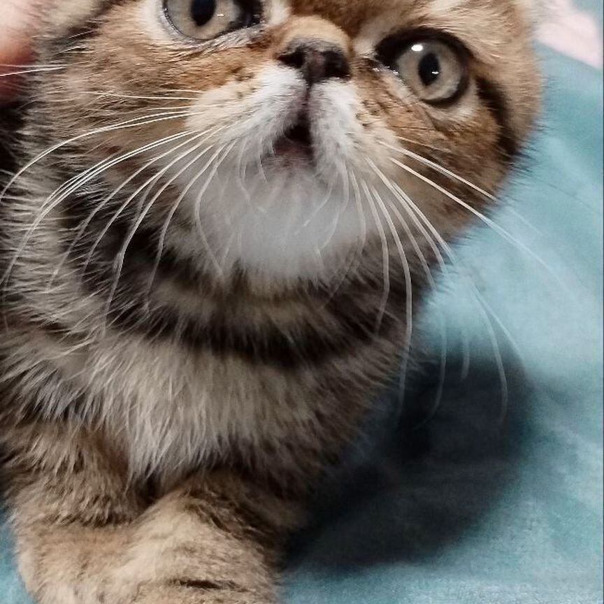Экзотический котик