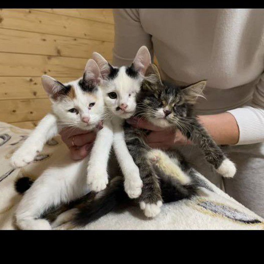 Слепые котята ищут дом