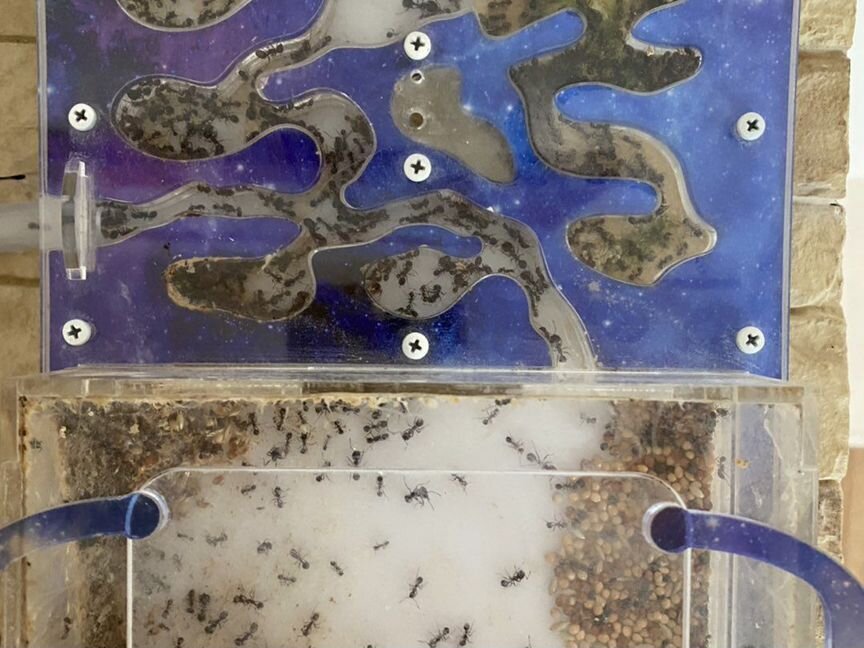 Муравьиная ферма с муравьями