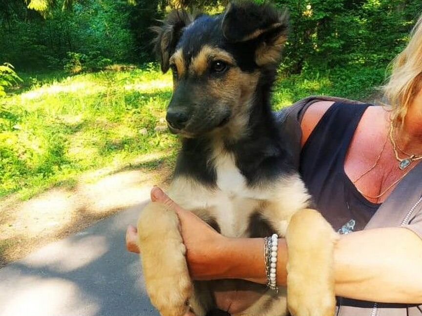 Щенок в добрые руки