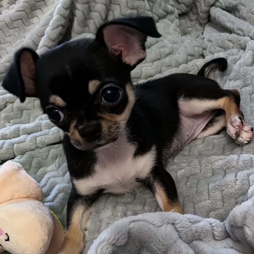 Чихуахуа, щенок