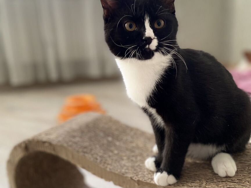 Шкет ищет дом