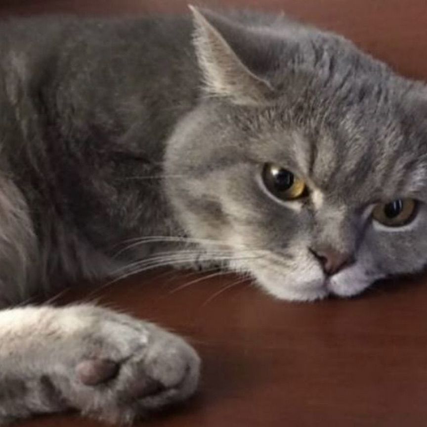 Британский котик компаньон