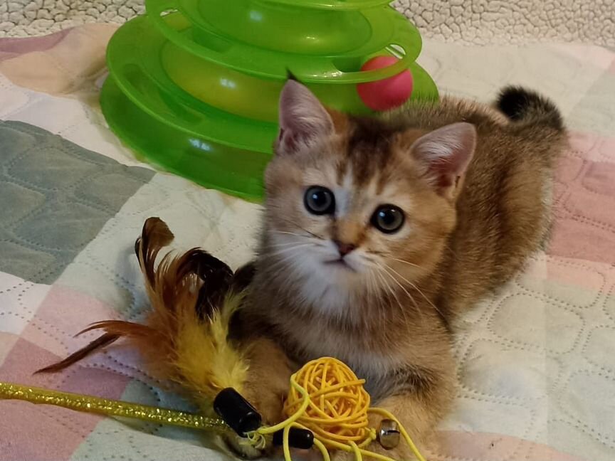 Золотые котятки