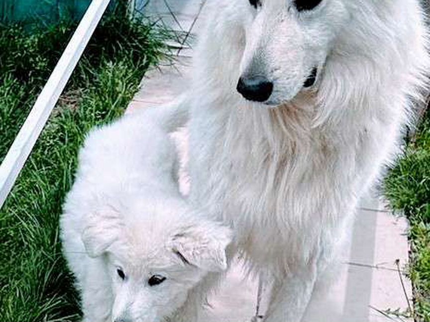 Швейцарская овчарка