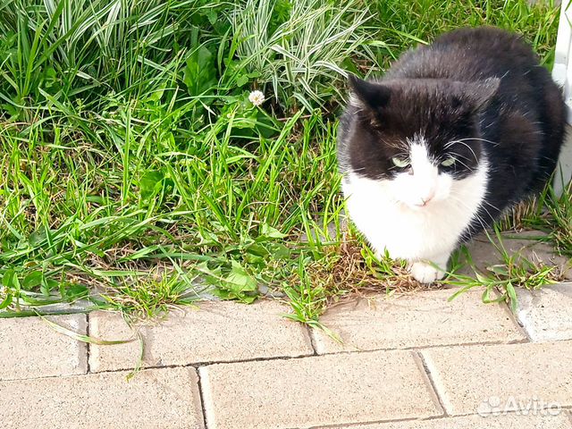Котик ищет дом