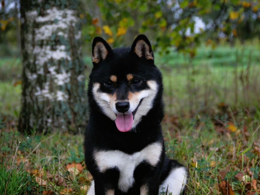 Прекрасный Кобель Сиба Ину