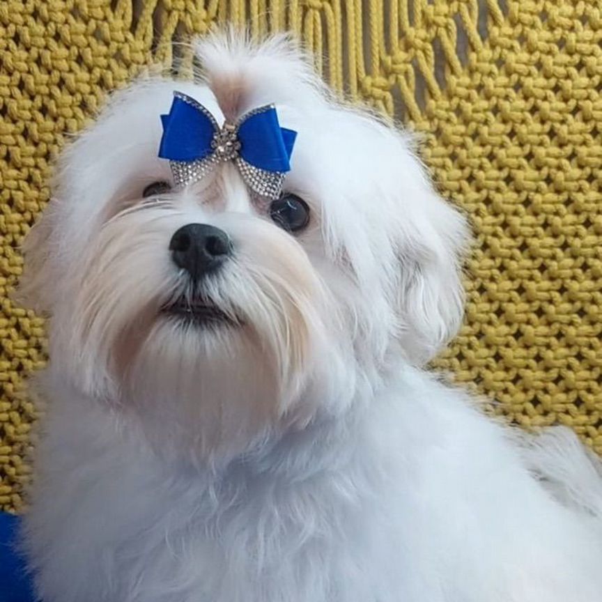 Собаки щенки мальтезе