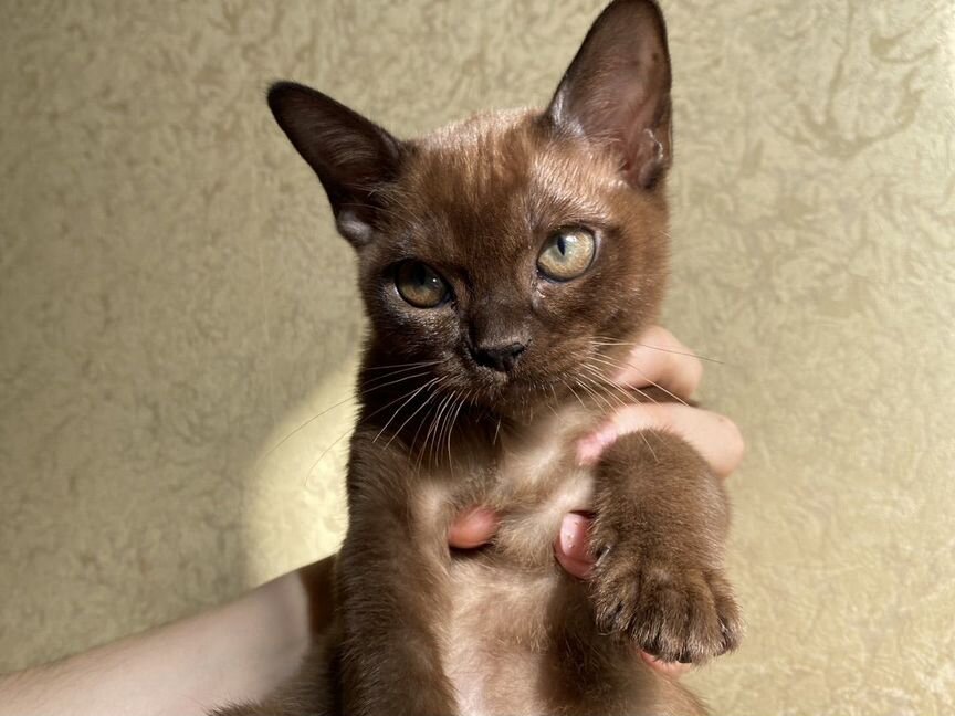 Бурманские котята