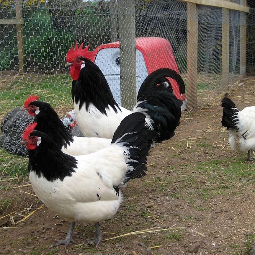 Куры лакенфельдер