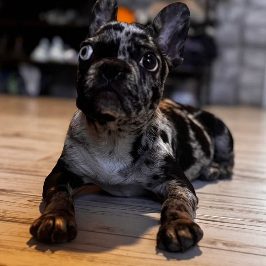 Французский бульдог, щенок