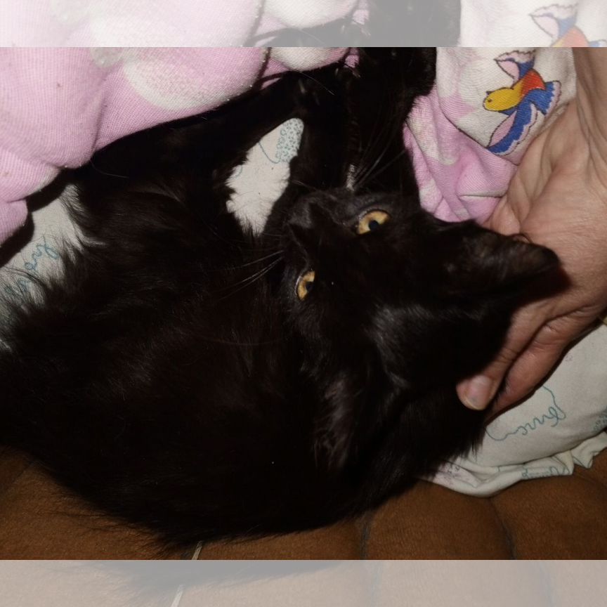 Котенок в добрые руки