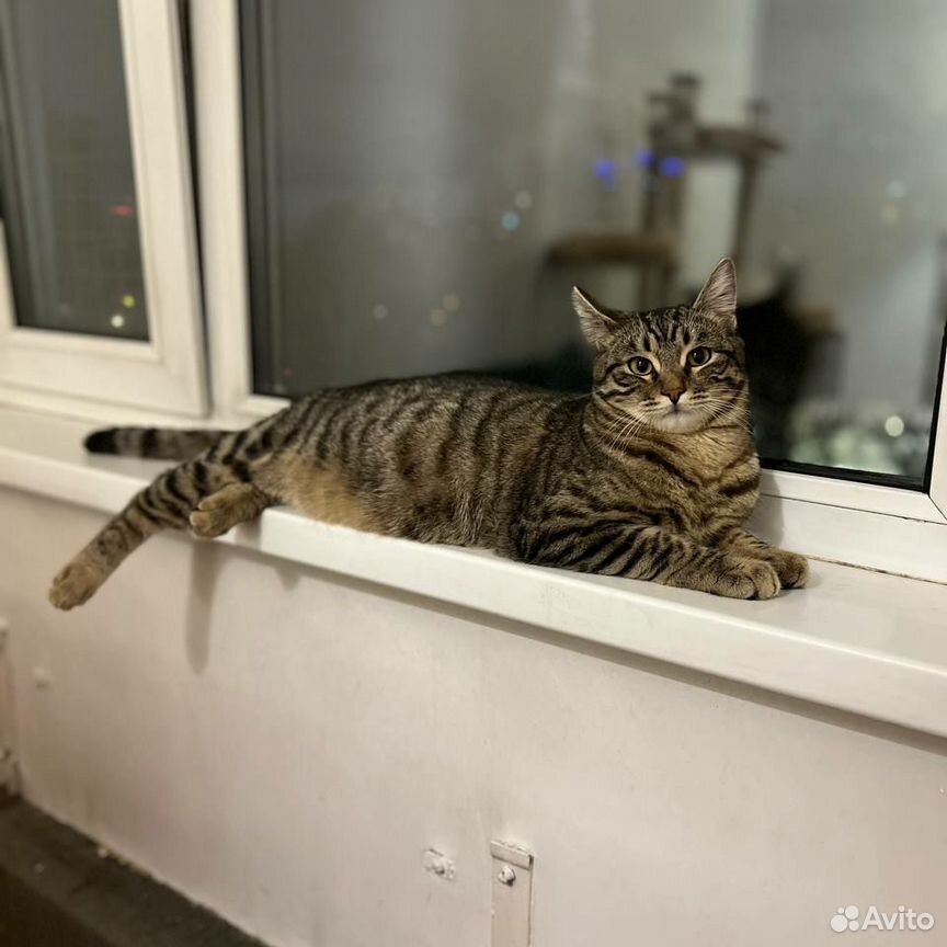 Котенок кот мальчик 7 мес