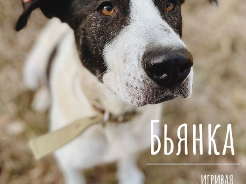 Бьянка в добрые руки