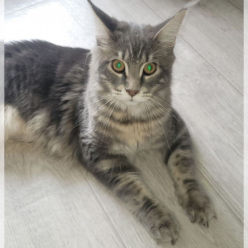 Мейн-кун котёнок