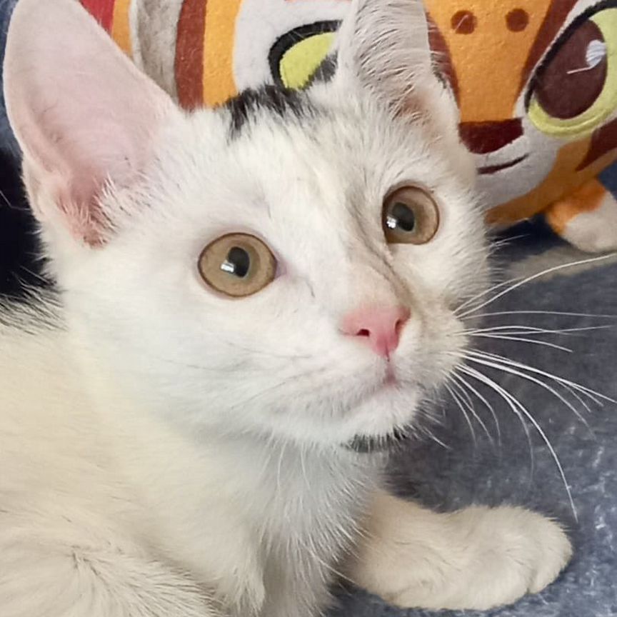 Котята в добрые руки бесплатно