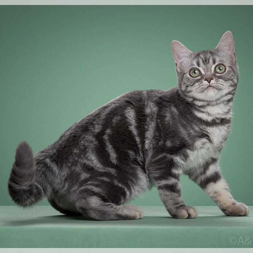 Американский короткошёрстный котёнок