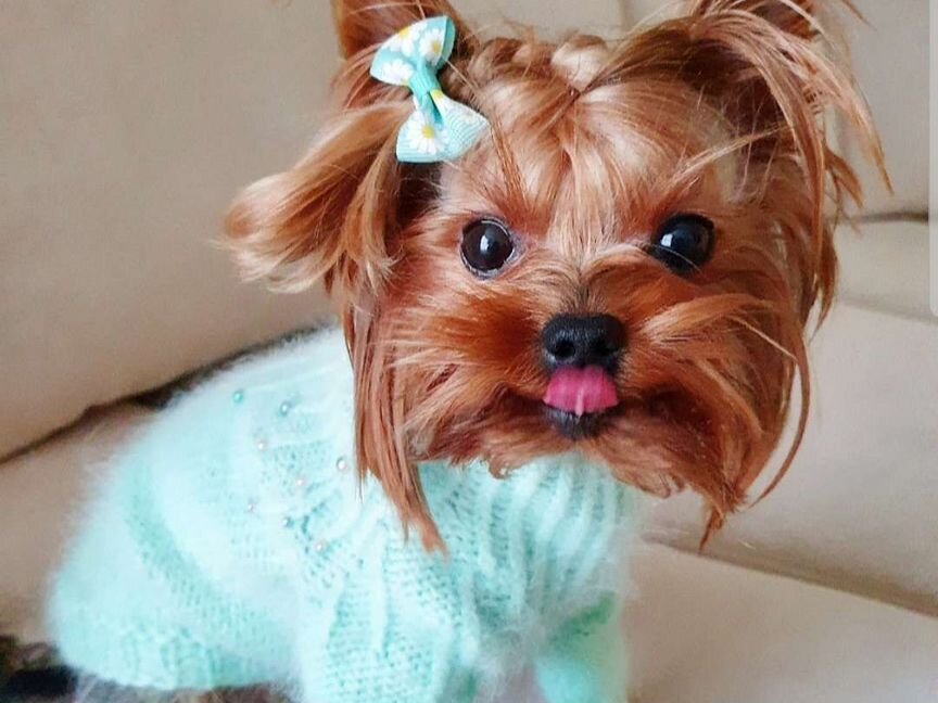 Одежда для собаки