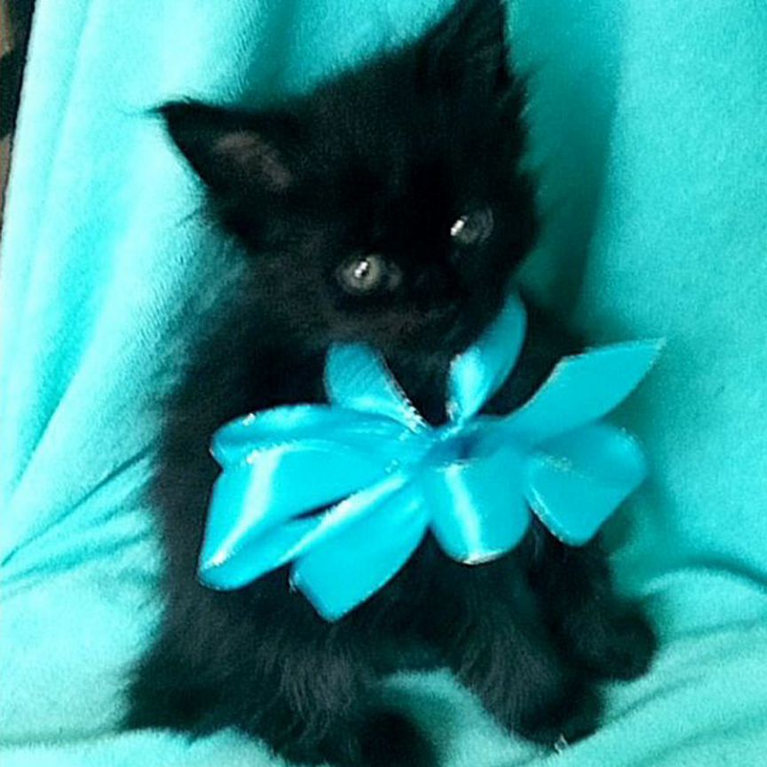 Мейн-кун котёнок