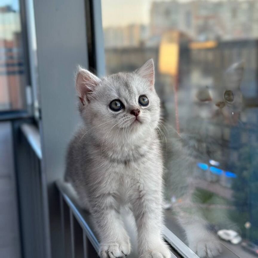 Шотландсктий котенок