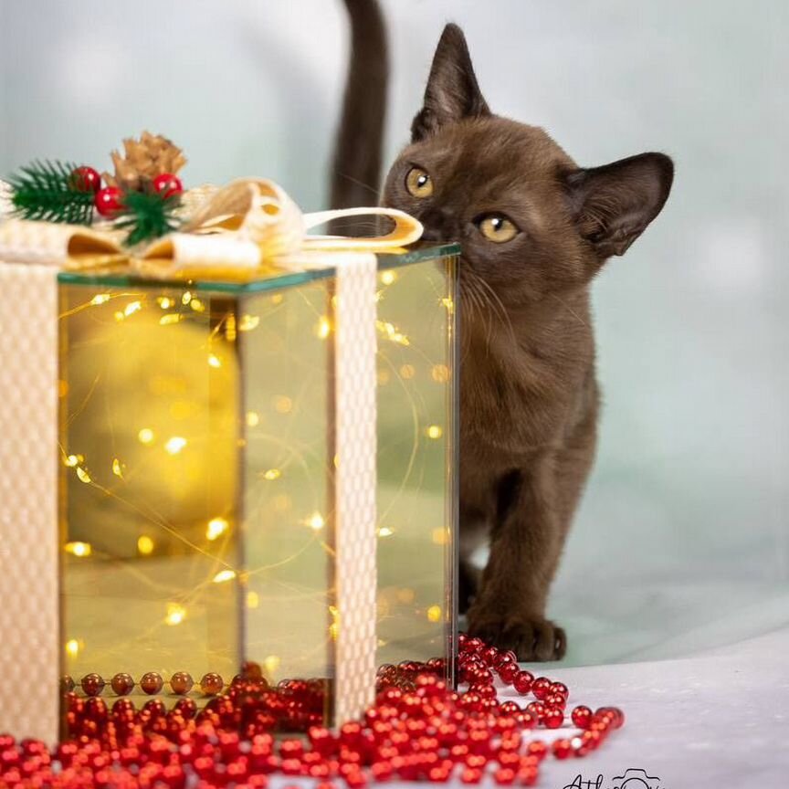 Европейский бурманский котёнок