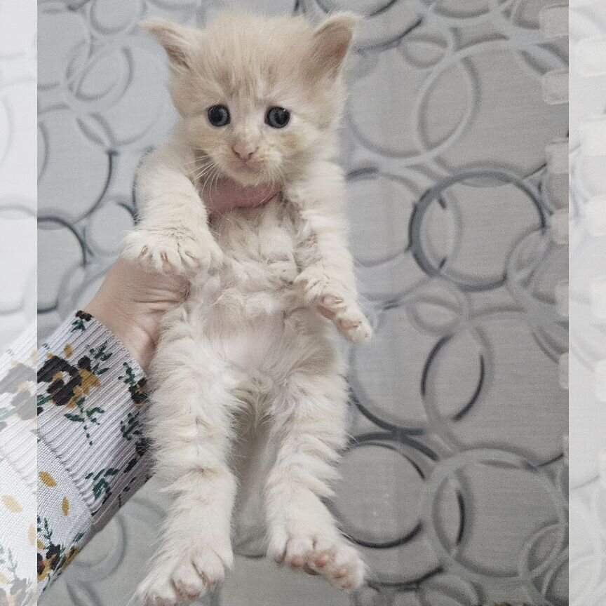 Мейн-кун котёнок