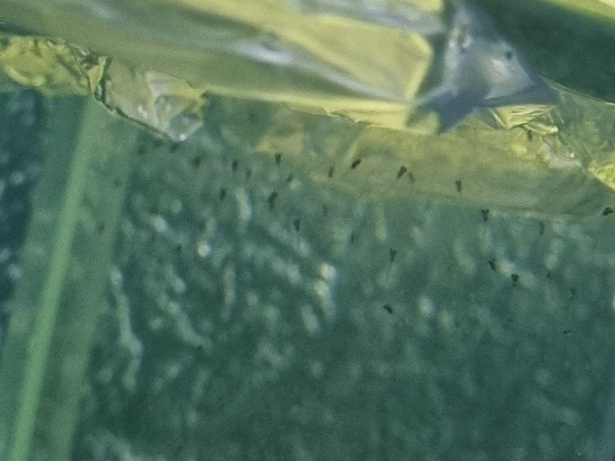 Мольки рыбки петушка супер дельта 20 шт