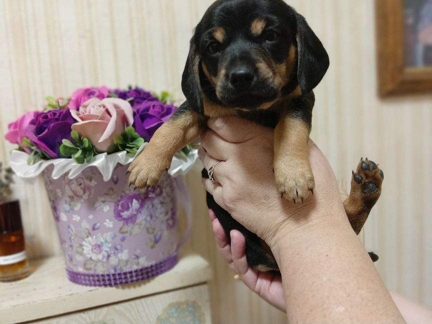 Щенки таксы