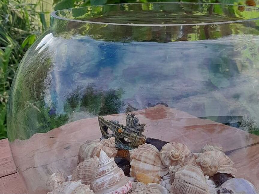 Аквариум без фильтра с наполнением ракушки