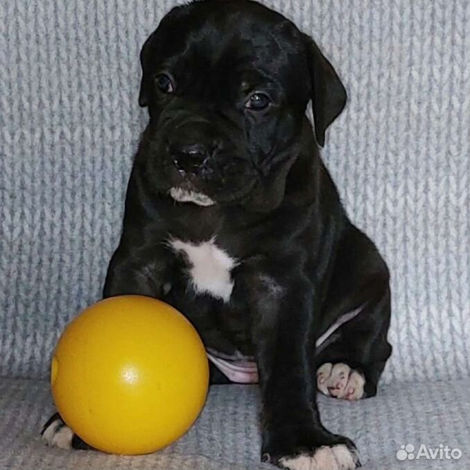 Девчули Кане Корсо