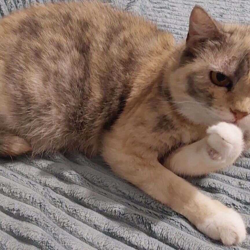 Кошки
