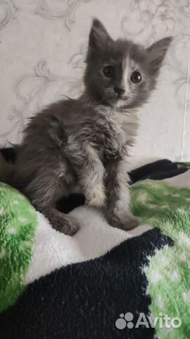 Котенок Нежная сибирская дымка