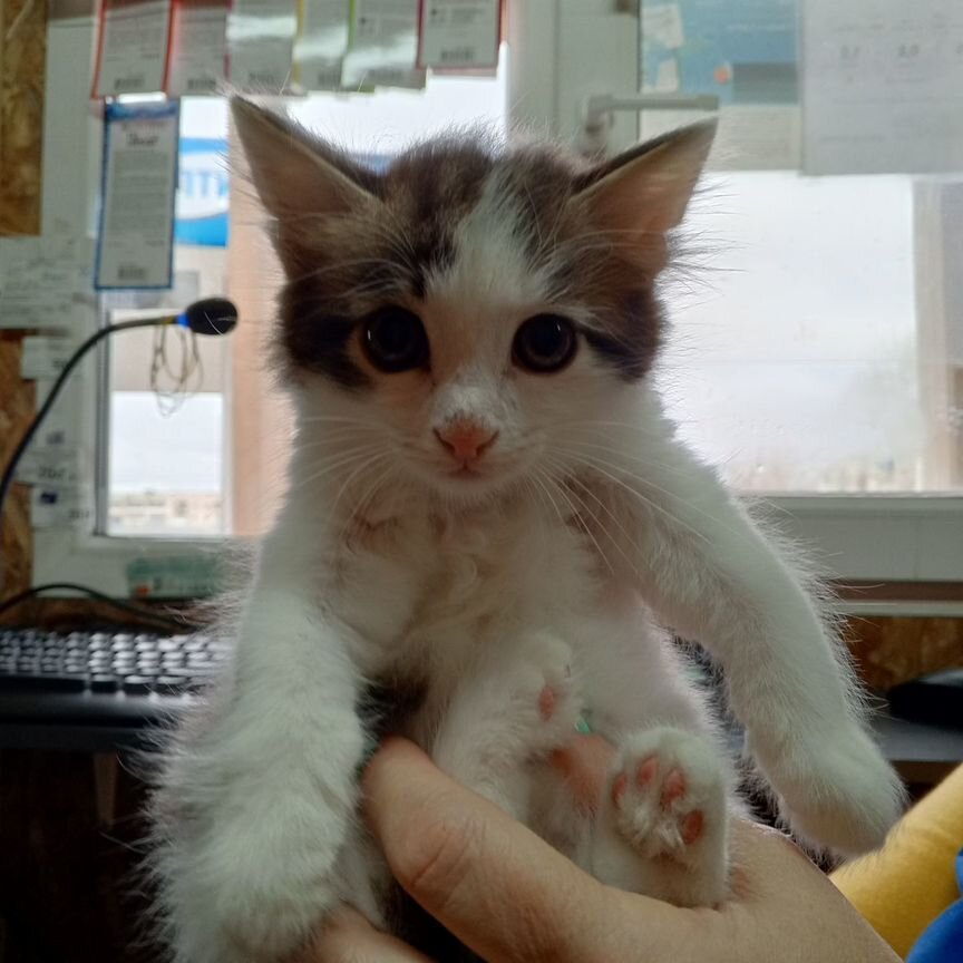 Котята в добрые руки мальчики 1,5 месяца