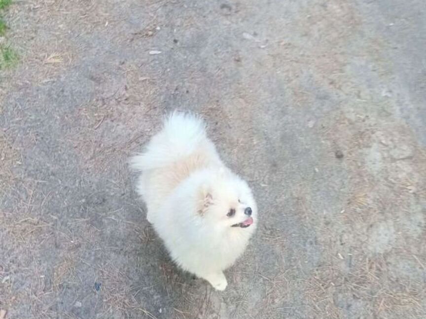 Померанский шпиц тип мишка мини