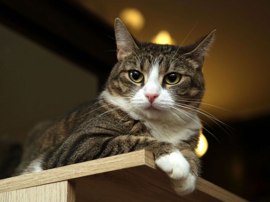 Кошка