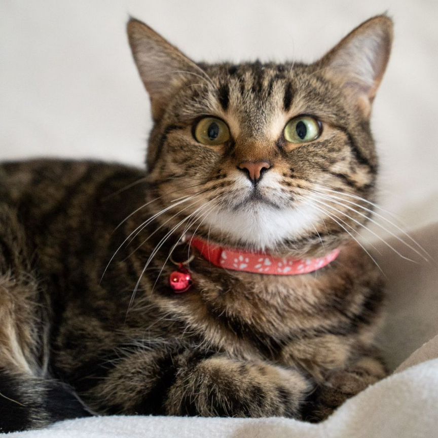 Кошка