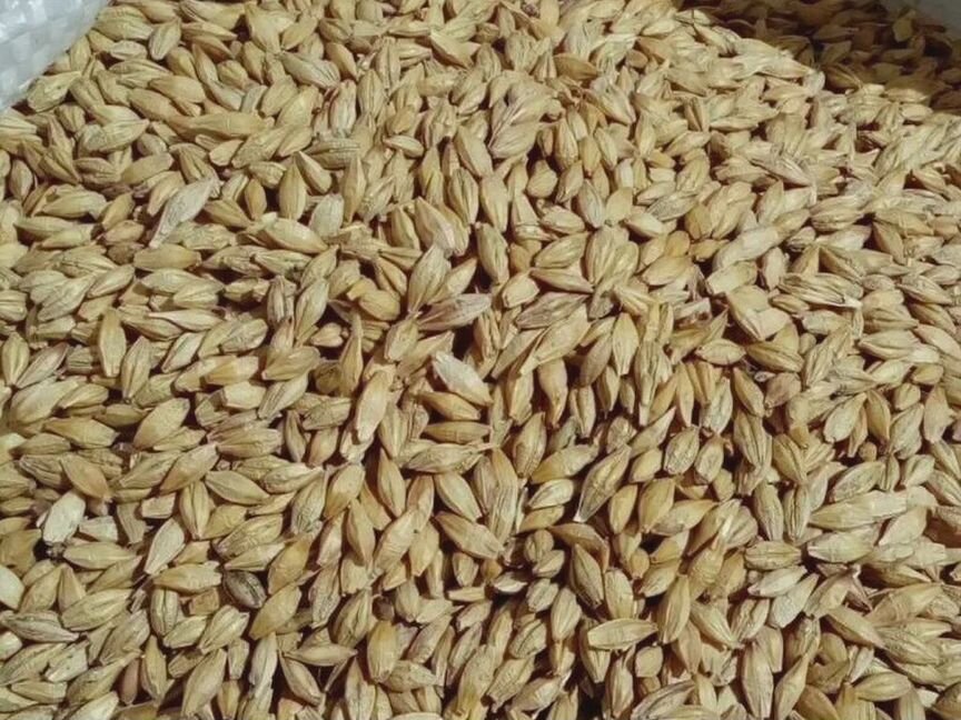 Продаем зерно-ячмень