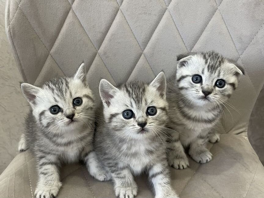 Шотландские вислоухие котята