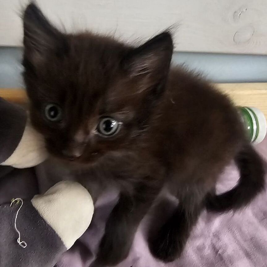 Котёнок в добрые руки
