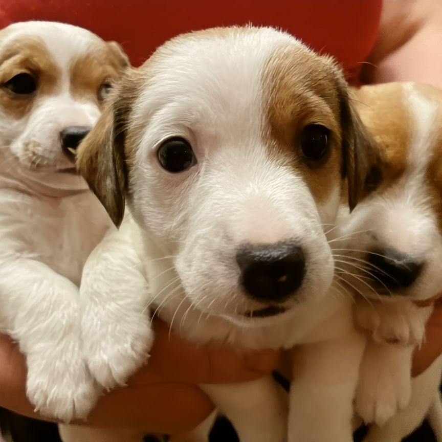 Джек-рассел-терьер, щенок