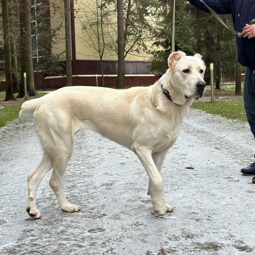 Среднеазиатская овчарка, щенок