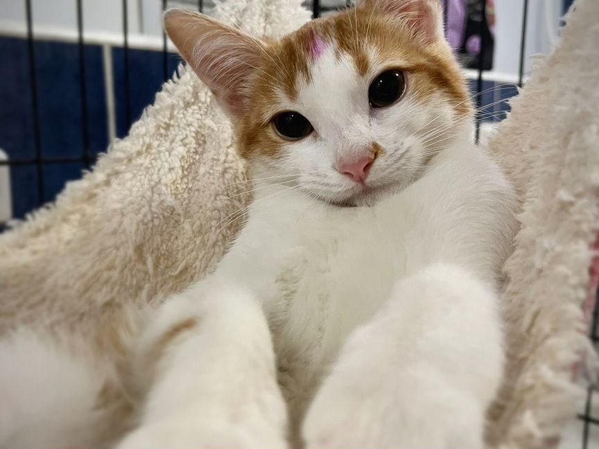 Игривая ласковая девочка котенок