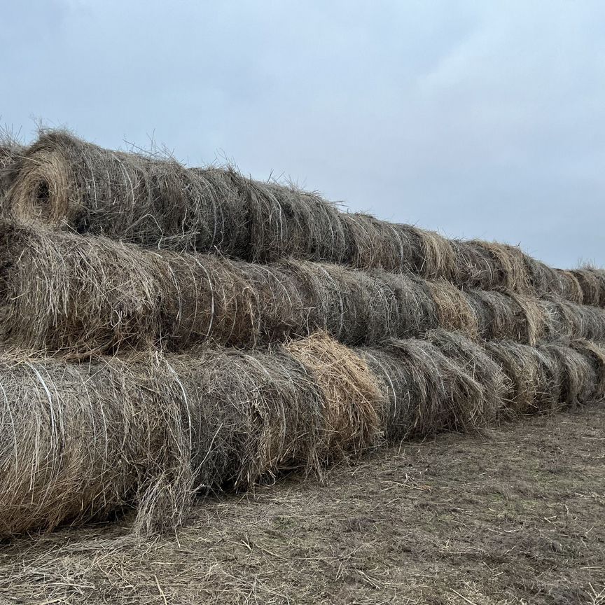 Сено в рулонах