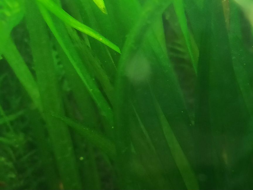 Валиснерия